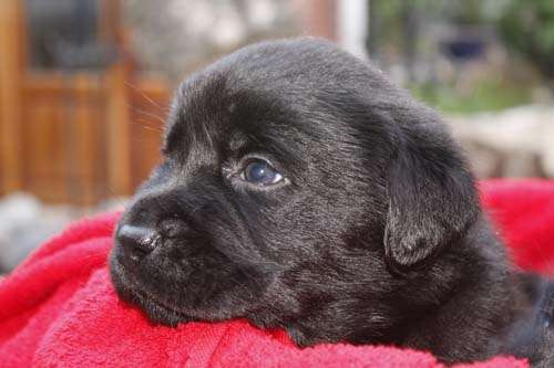 De labradores bebés negros - Imagui