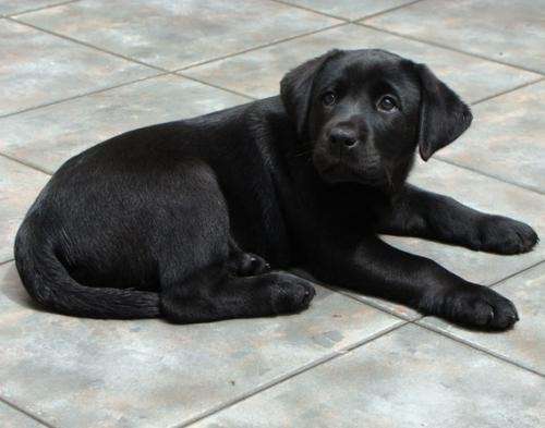 Cachorros de labrador negros - Imagui