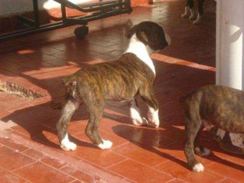 Perros boxer bebés atigrados - Imagui