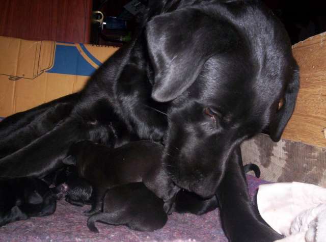 Labradores negros fotos - Imagui