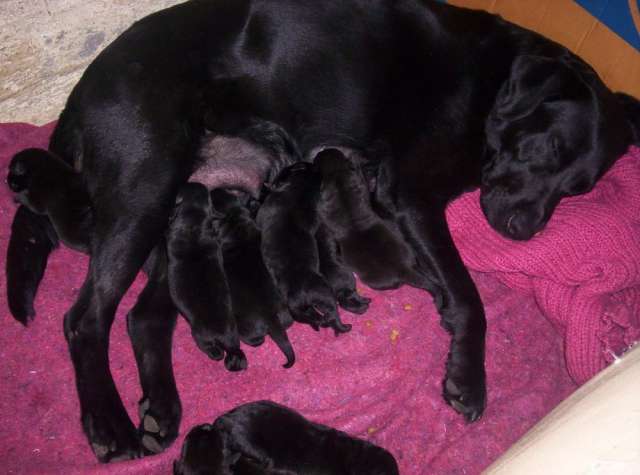 Perros labrador bebés negros - Imagui
