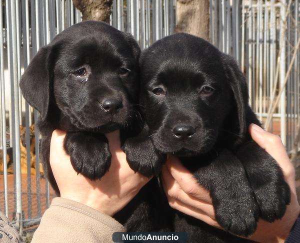 Fotos de labradores bebés negros - Imagui